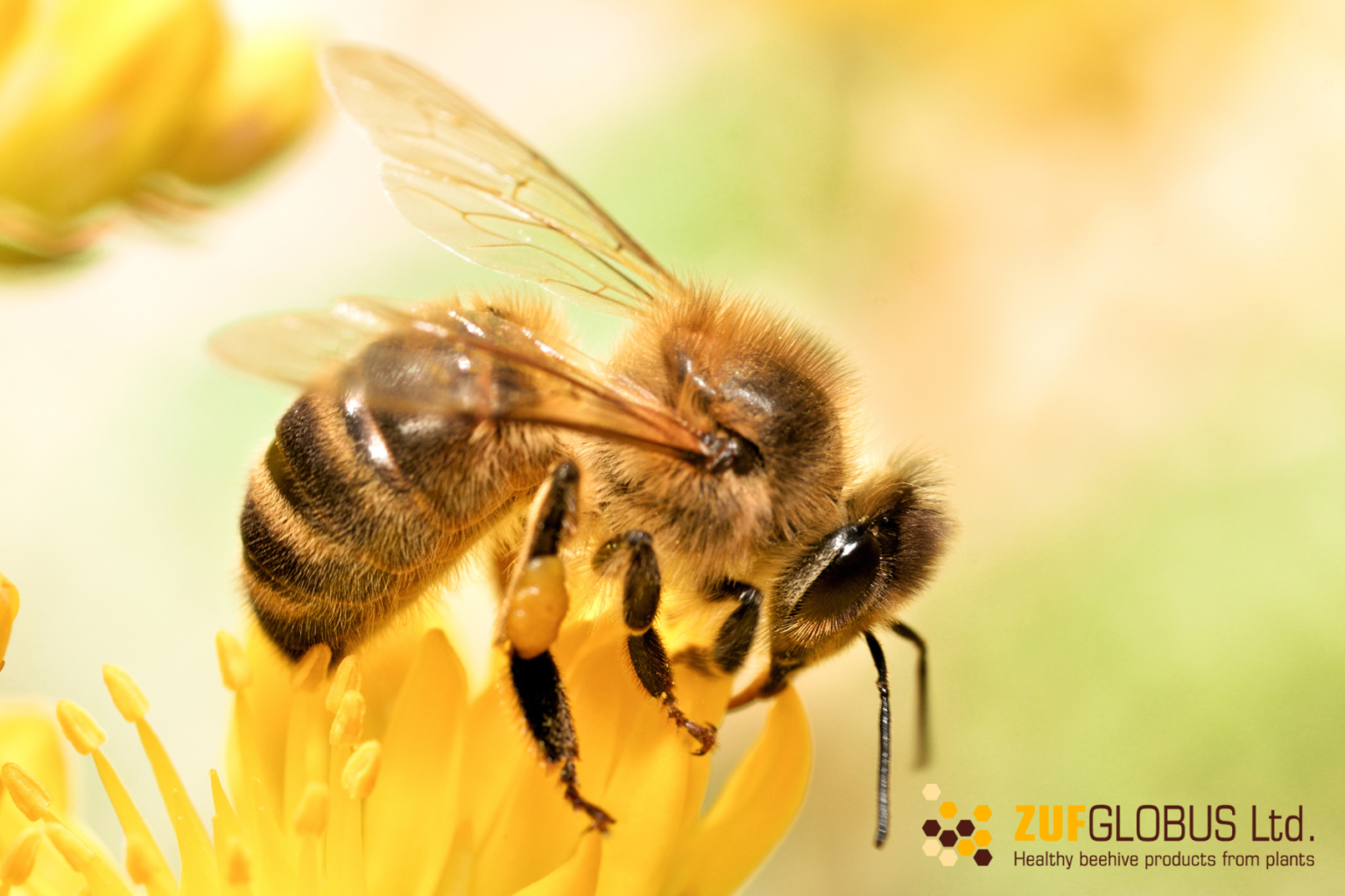 LifeMEL is making news headlines - Zuf Globus USA